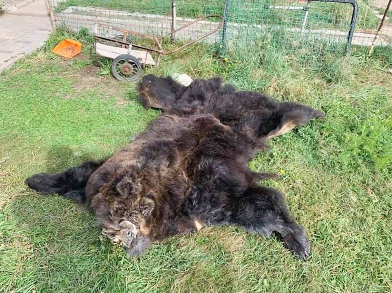 Ажлын байрандаа ховор амьтны арьс хадгалж байсныг илрүүлжээ